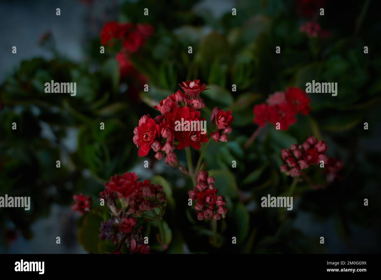 Fleur rouge en fleur de la plante intérieure Kalanchoe, la plante à ...