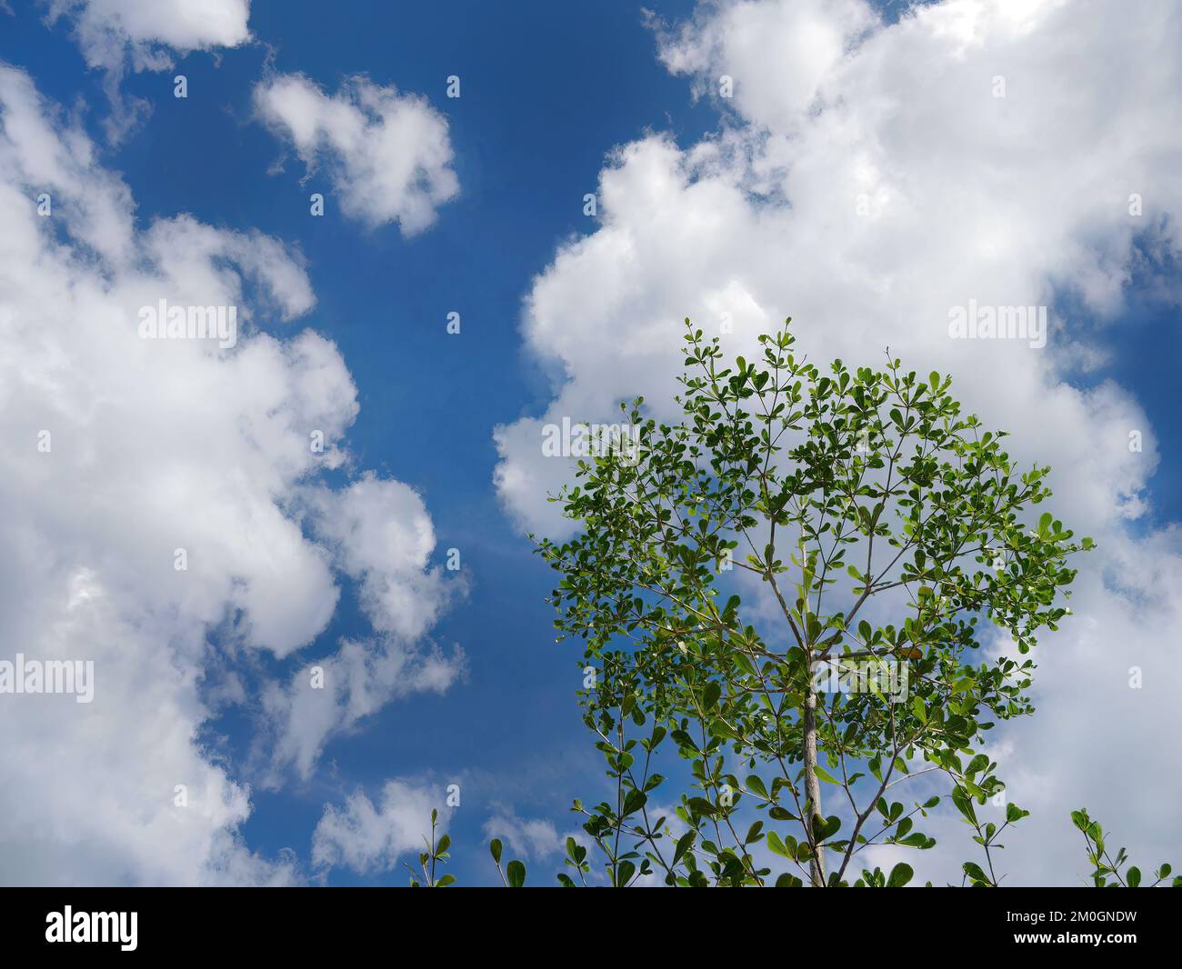 Arbre flamboyant bleu Banque de photographies et d’images à haute ...