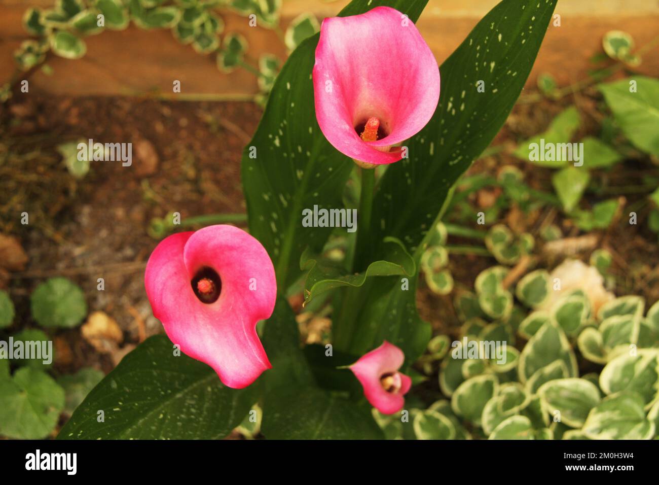 Fleurs en forme de calice Banque de photographies et d’images à haute ...