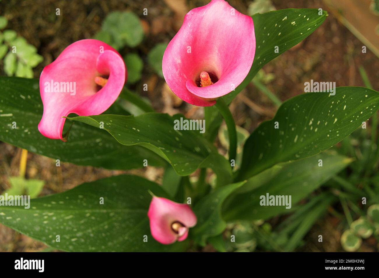 Fleurs en forme de calice Banque de photographies et d’images à haute ...