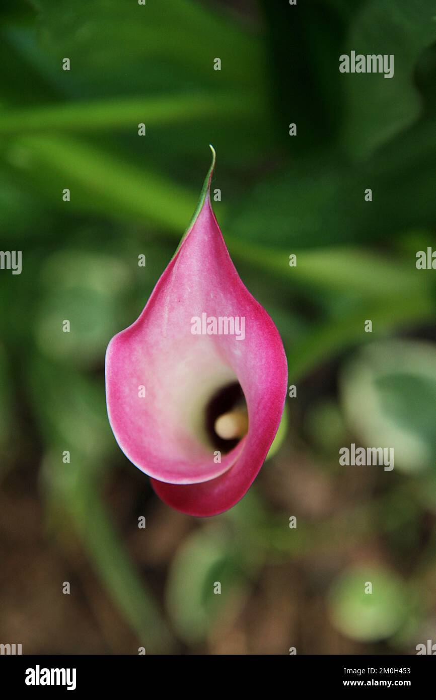 Fleurs en forme de calice Banque de photographies et d’images à haute ...
