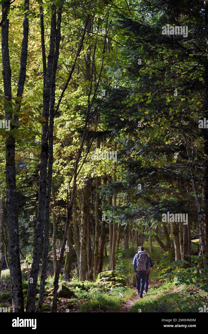 France, Vosges, le Valtin, randonnée dans la vallée de Valtin dans la ...