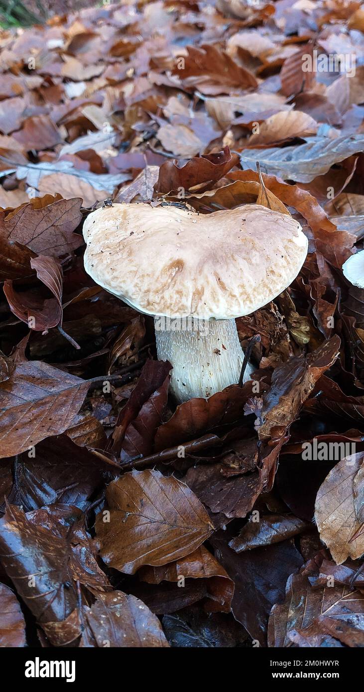 Magnifique spécimen de champignon 'Porcino'. Nom scientifique Boletus edulis, très recherché et ...