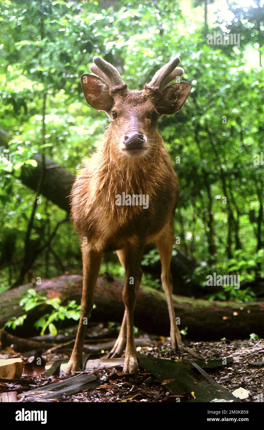 Une ruse Javan habituée est en quête de nourriture sur l'île de Peucang ...