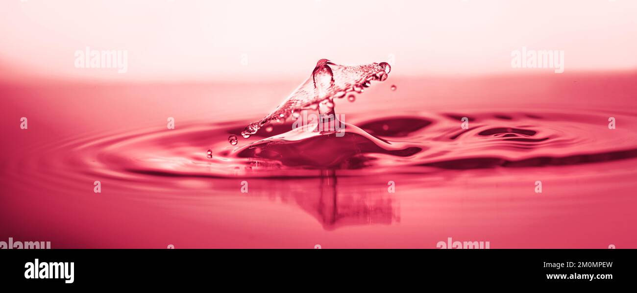 Viva Magenta couleur de l'année 2023. Projection d'eau sur la surface ...