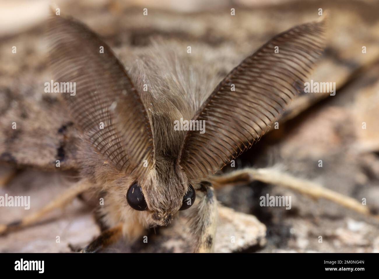 Male gypsy moth Banque de photographies et d’images à haute résolution ...