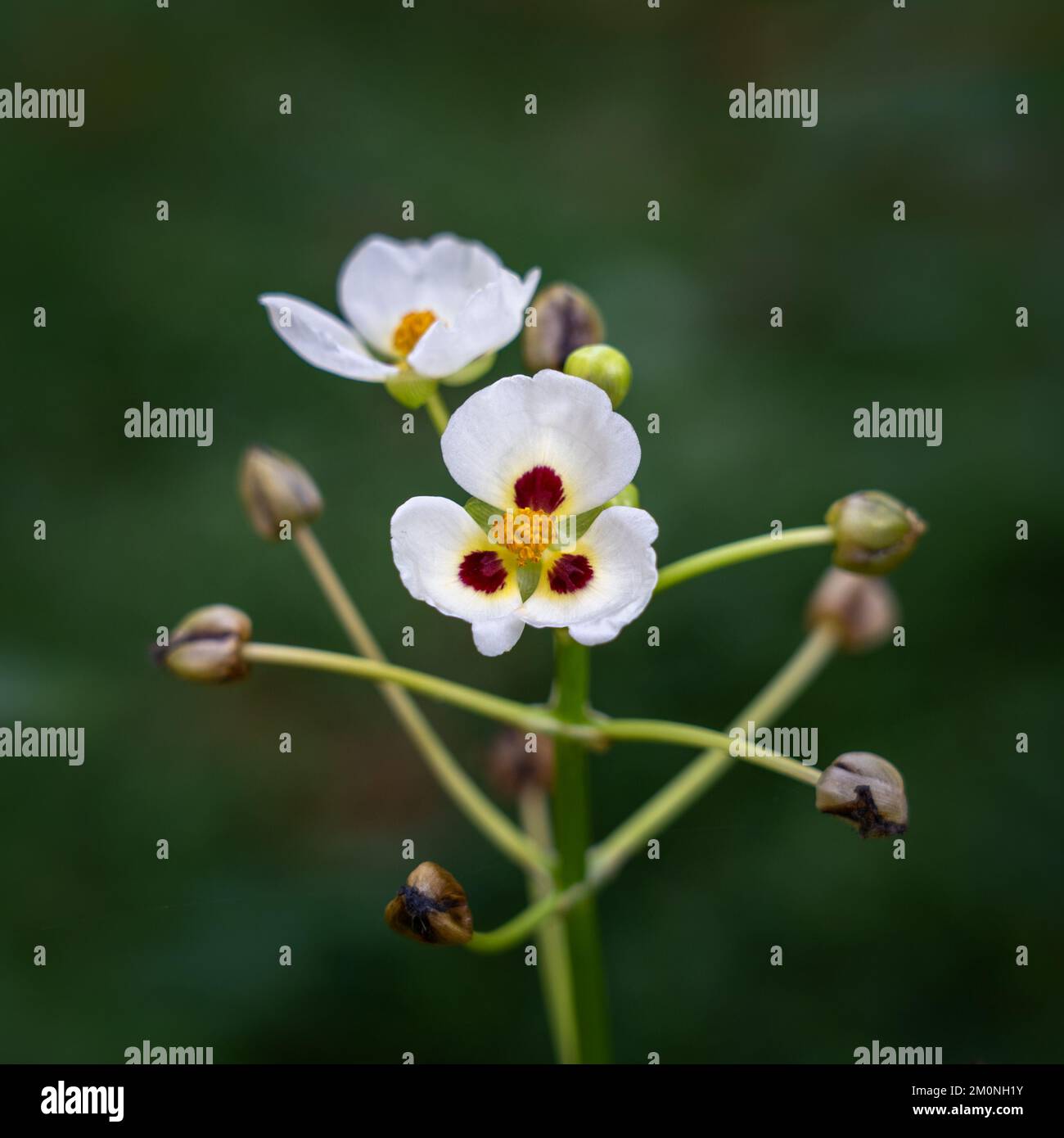 Vue rapprochée de la plante aquatique sagittaria montevidensis fleurs ...