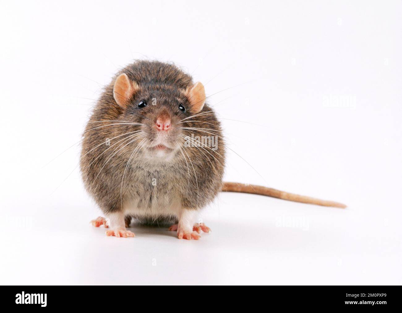 Fat rat Banque de photographies et d’images à haute résolution - Alamy