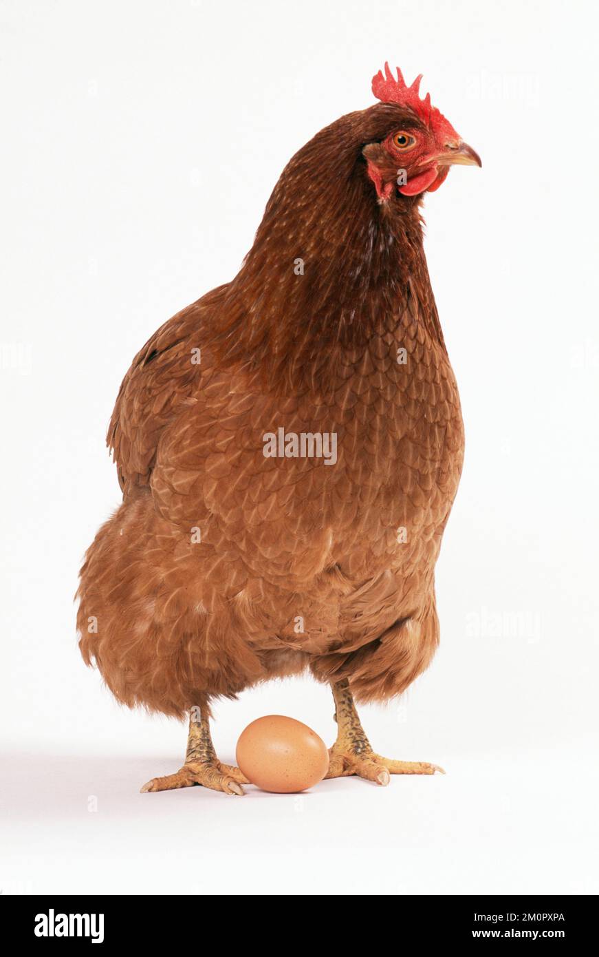 Poulet oiseau animal bétail Banque de photographies et d’images à haute ...