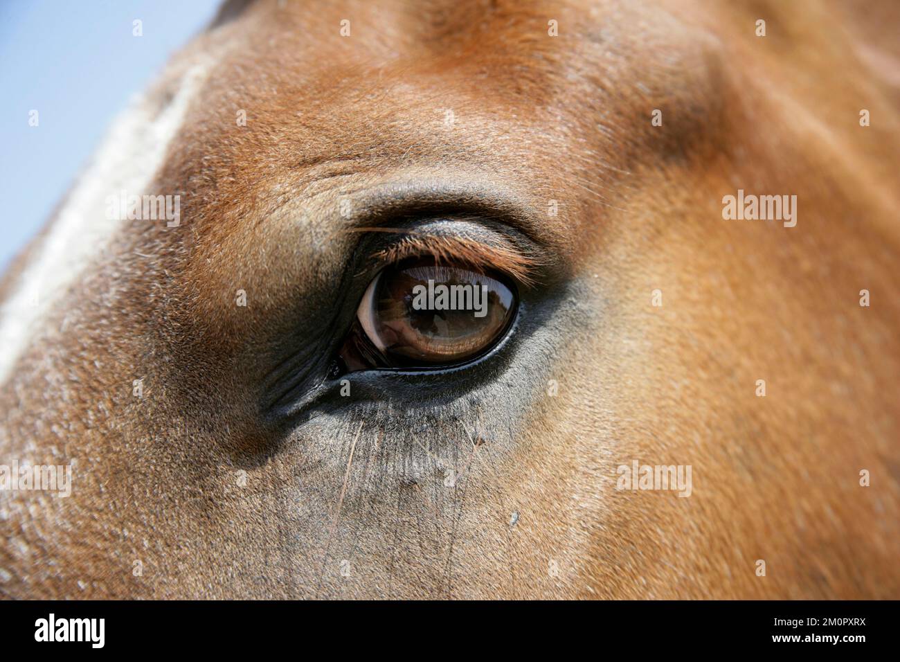 Oeil de cheval Banque de photographies et d’images à haute résolution ...