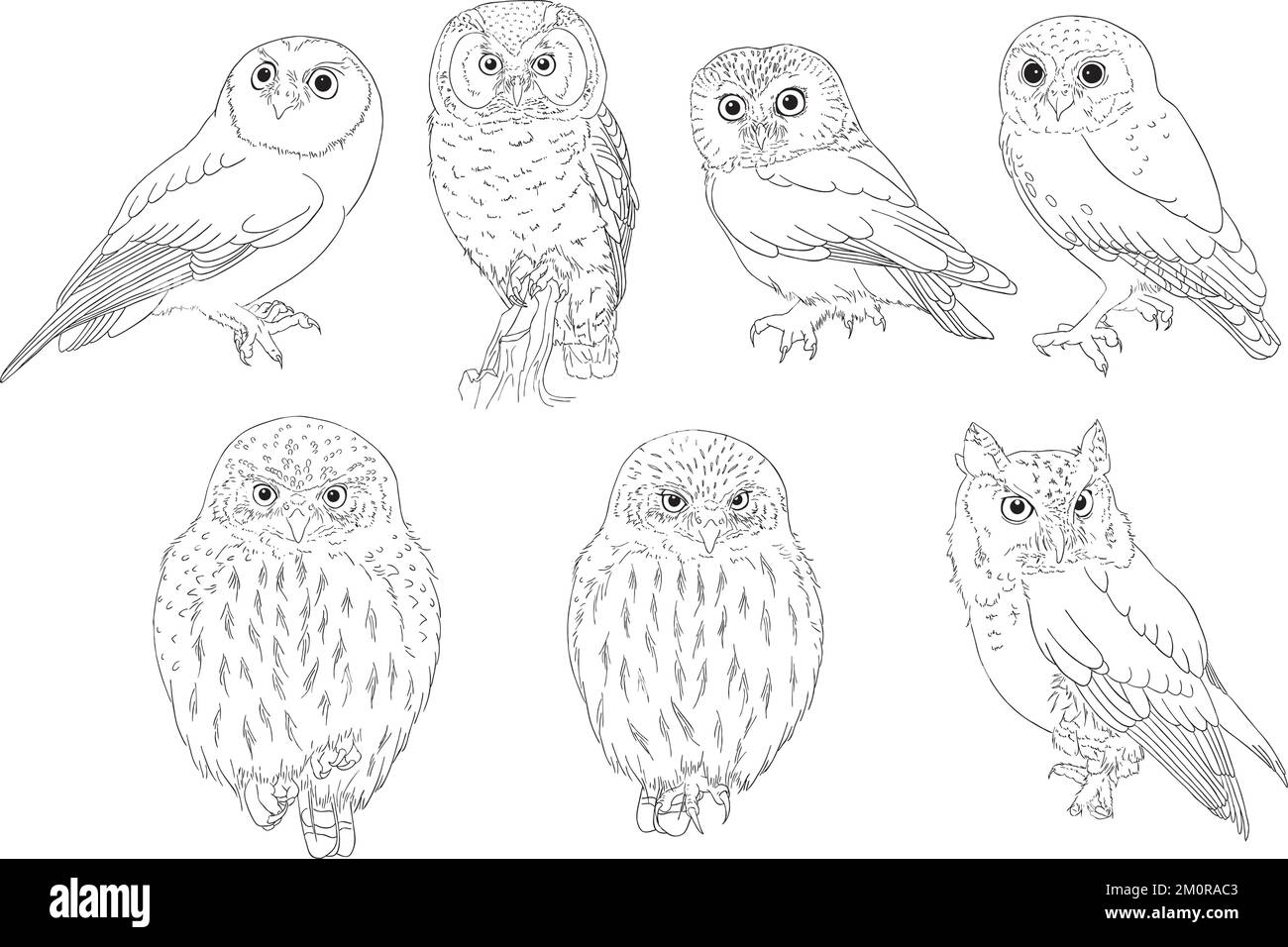 Schéma vectoriel des petites espèces de chouettes (flammé, boréal, whet ...