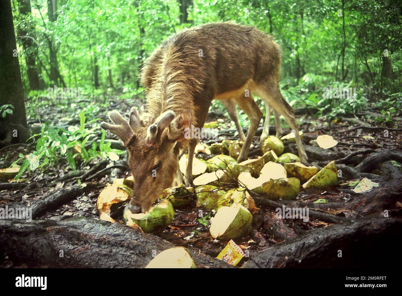 Un cerf habitué se nourrit de noix de coco car il se nourrit à un ...