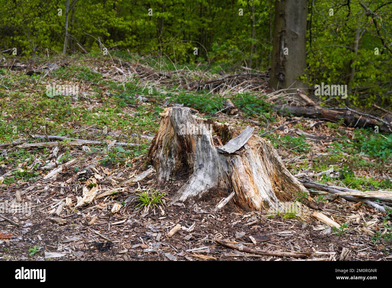 La déforestation de nos forêts entraîne davantage de catastrophes ...