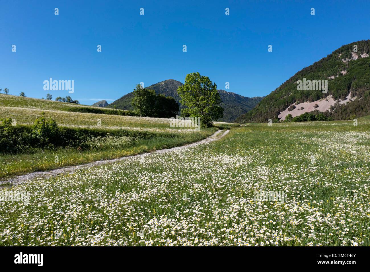 France, Drôme, lus la Croix haute, massif de D?voluy, chemin et prairie ...