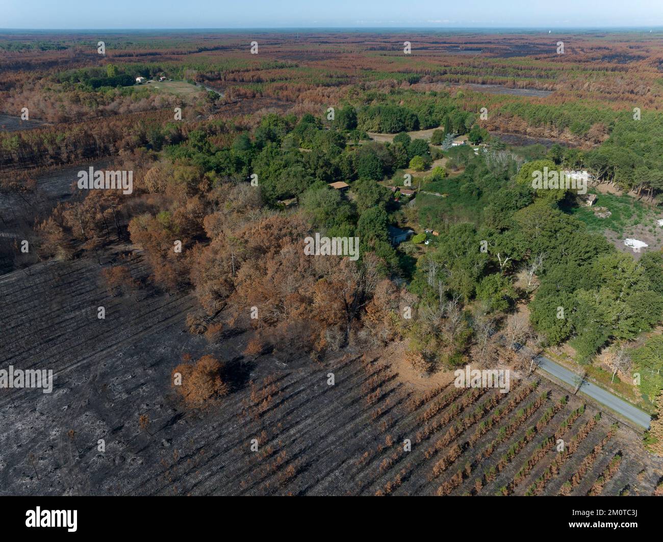 France, Gironde, Parc des Landes de Gascogne, Hostens, forêt affectée ...