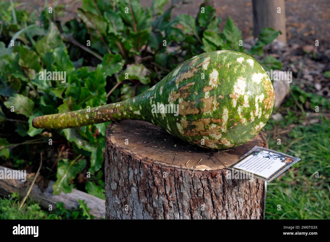 La calebasse africaine Banque de photographies et d’images à haute résolution - Alamy