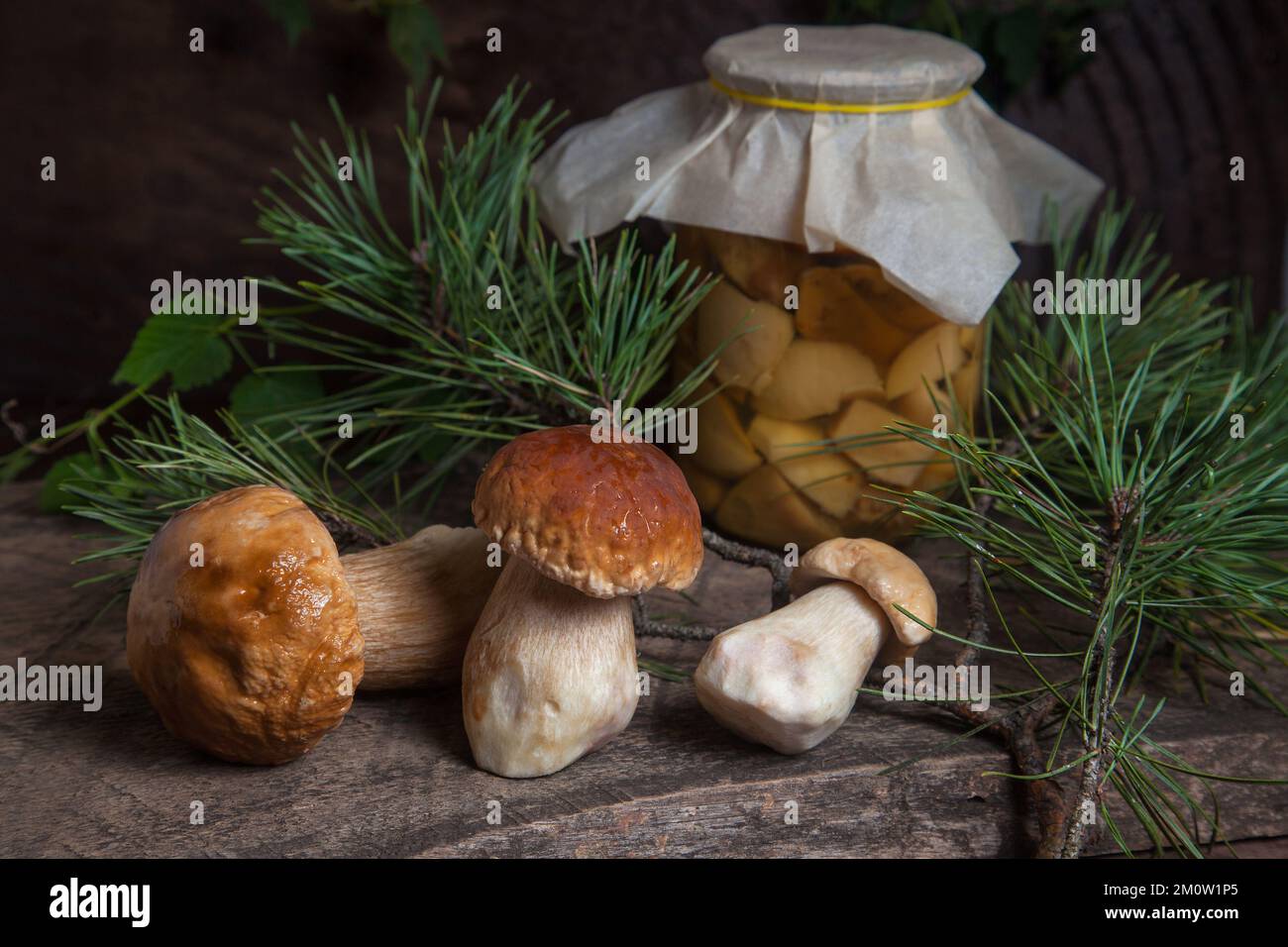 Culture de champignons comestibles de la forêt. Composition de trois champignons porcini (cep ...