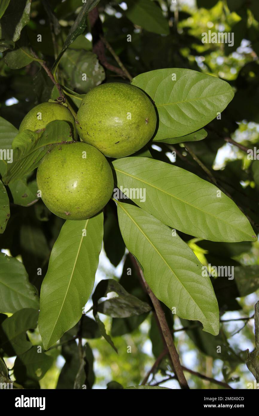 Sapote prieto Banque de photographies et d’images à haute résolution ...