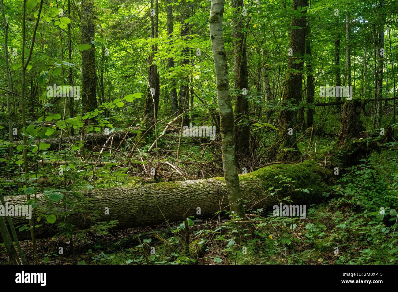 Une vieille forêt feuillue luxuriante avec beaucoup de bois mort par ...