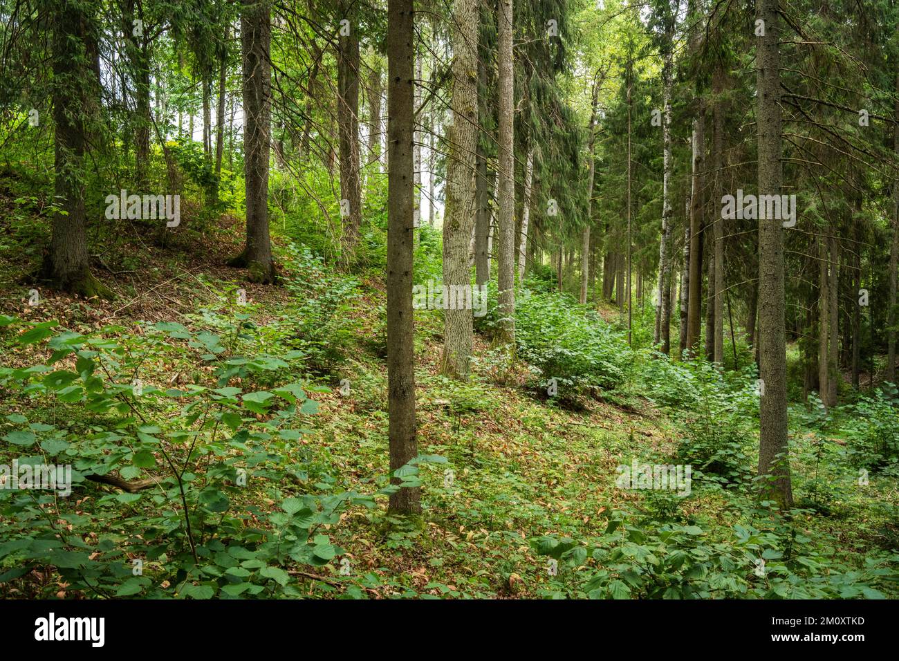árboles boreales Banque de photographies et d’images à haute résolution ...