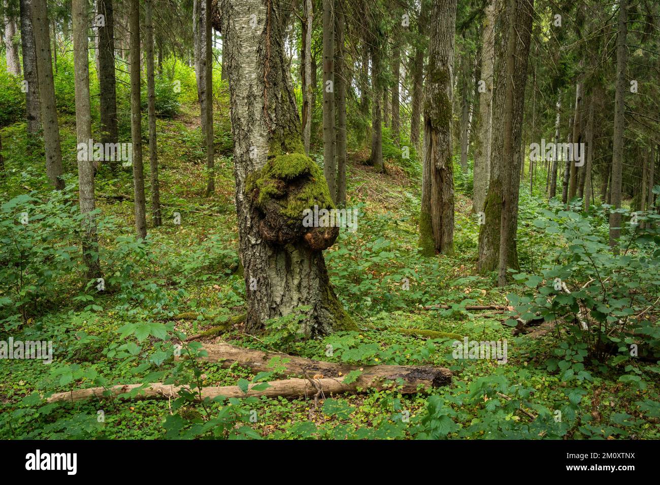 árboles boreales Banque de photographies et d’images à haute résolution ...