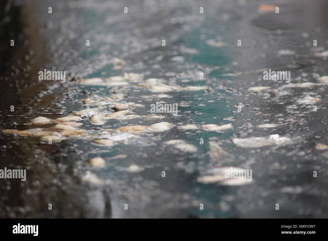 Le lac Dal est témoin des eaux usées non traitées, des déchets solides ...