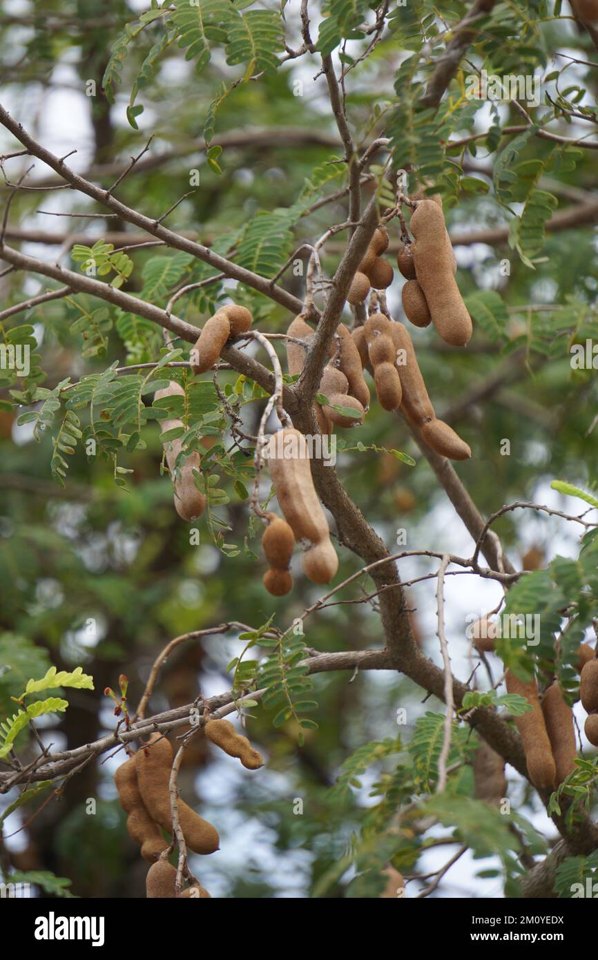 Tamarind fruit tree tamarindus indica Banque de photographies et d’images à haute résolution - Alamy