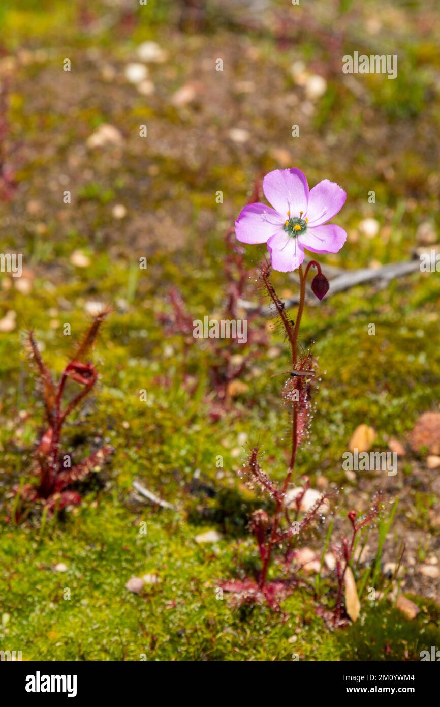 Fleurs sauvages d'Afrique du Sud : portrait du goudrissement Drosera ...
