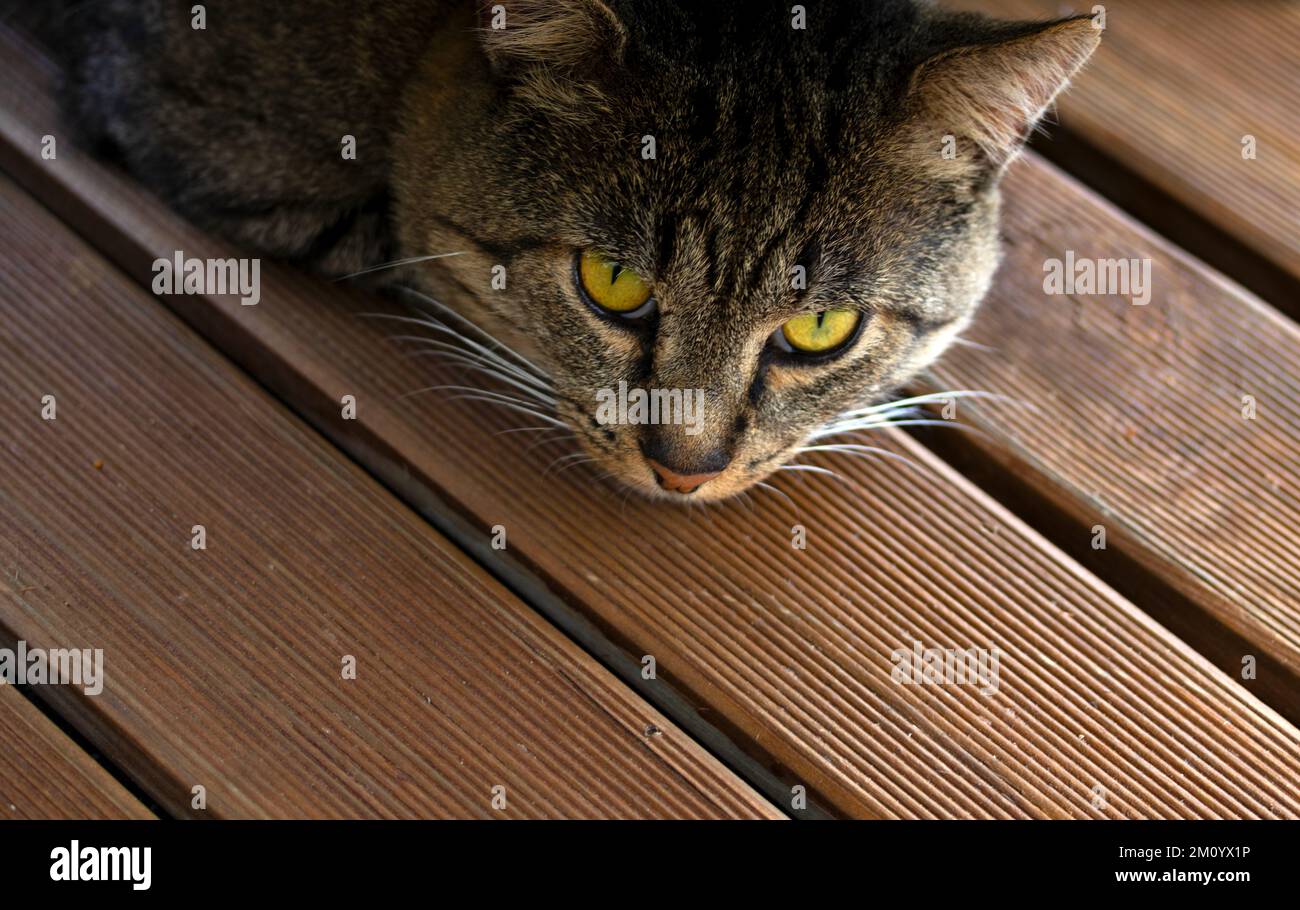 Chat jouant sous la table Banque de photographies et d’images à haute ...