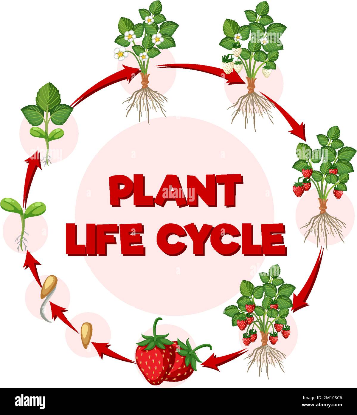 Illustration du schéma du cycle de vie de la fraise Image Vectorielle ...