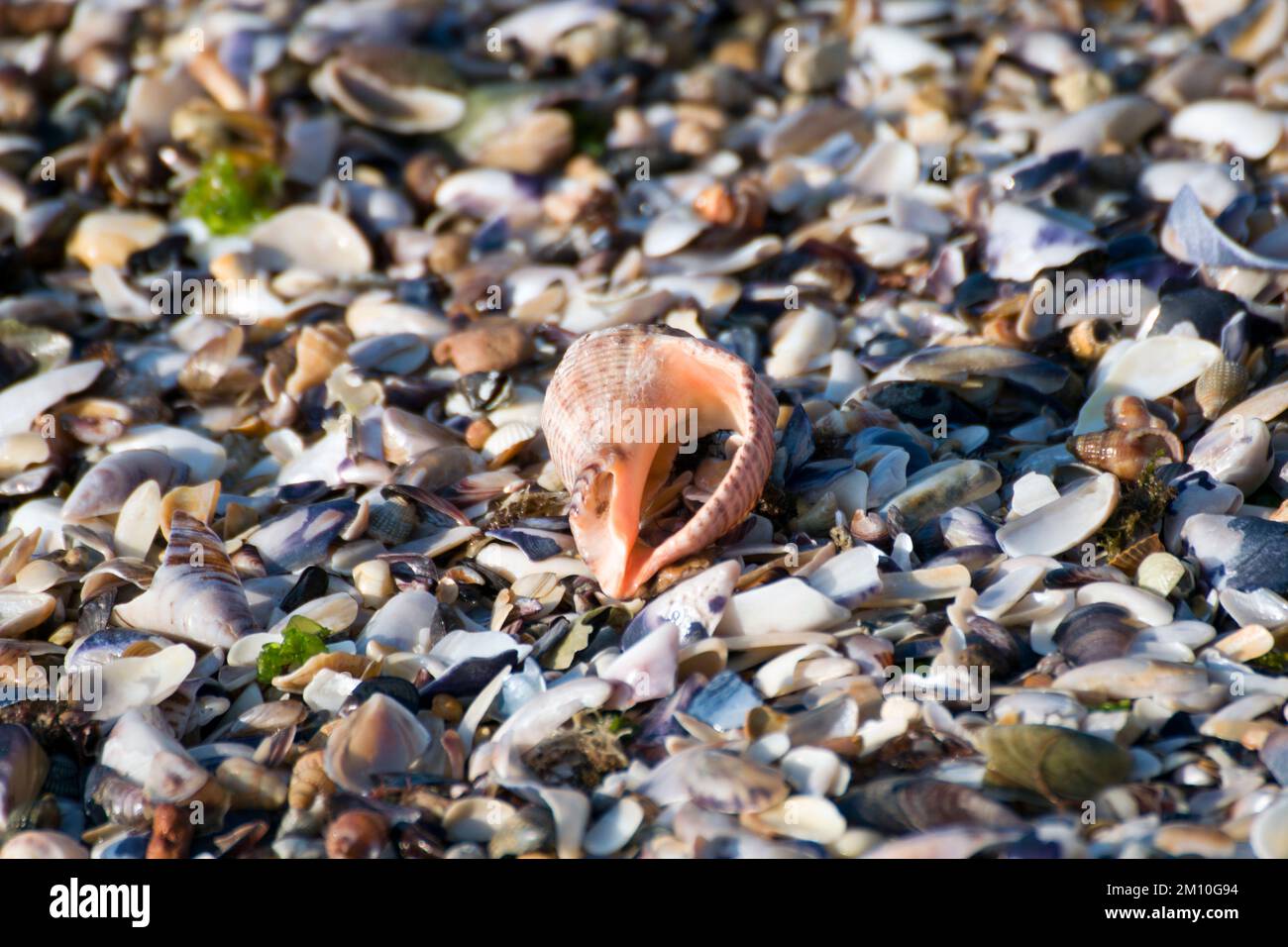 Images : Coquillages De Bord De Mer