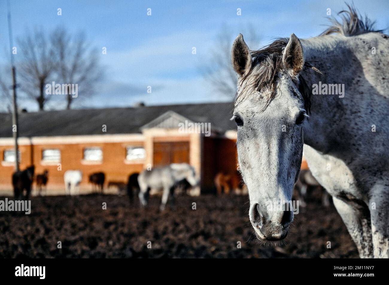 TRUDOVE, UKRAINE - 2 DÉCEMBRE 2022 - Un cheval demeure dans une ...
