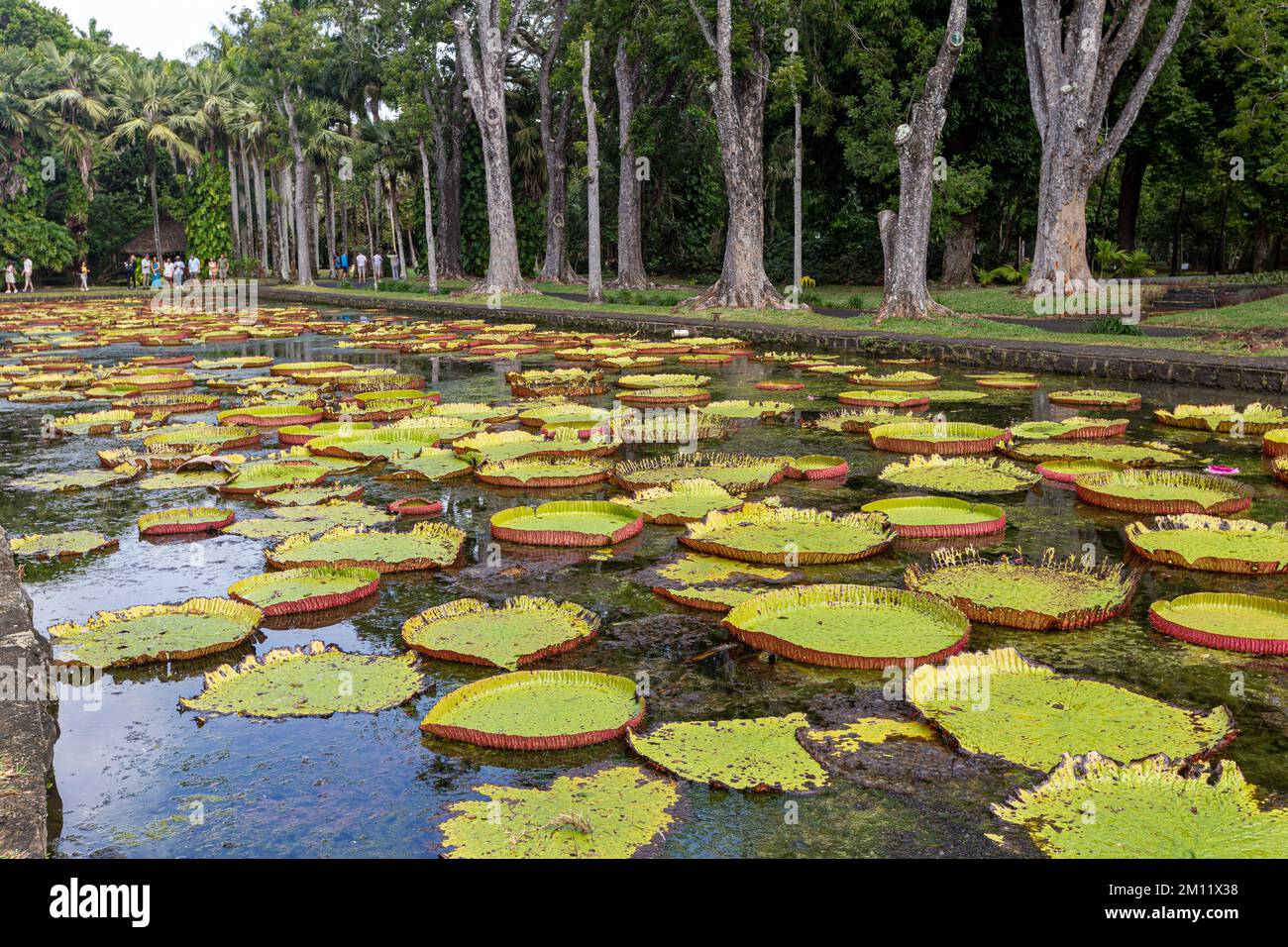 Sir Seewoosagur Ramgoolam Botanical Garden, étang avec Victoria ...