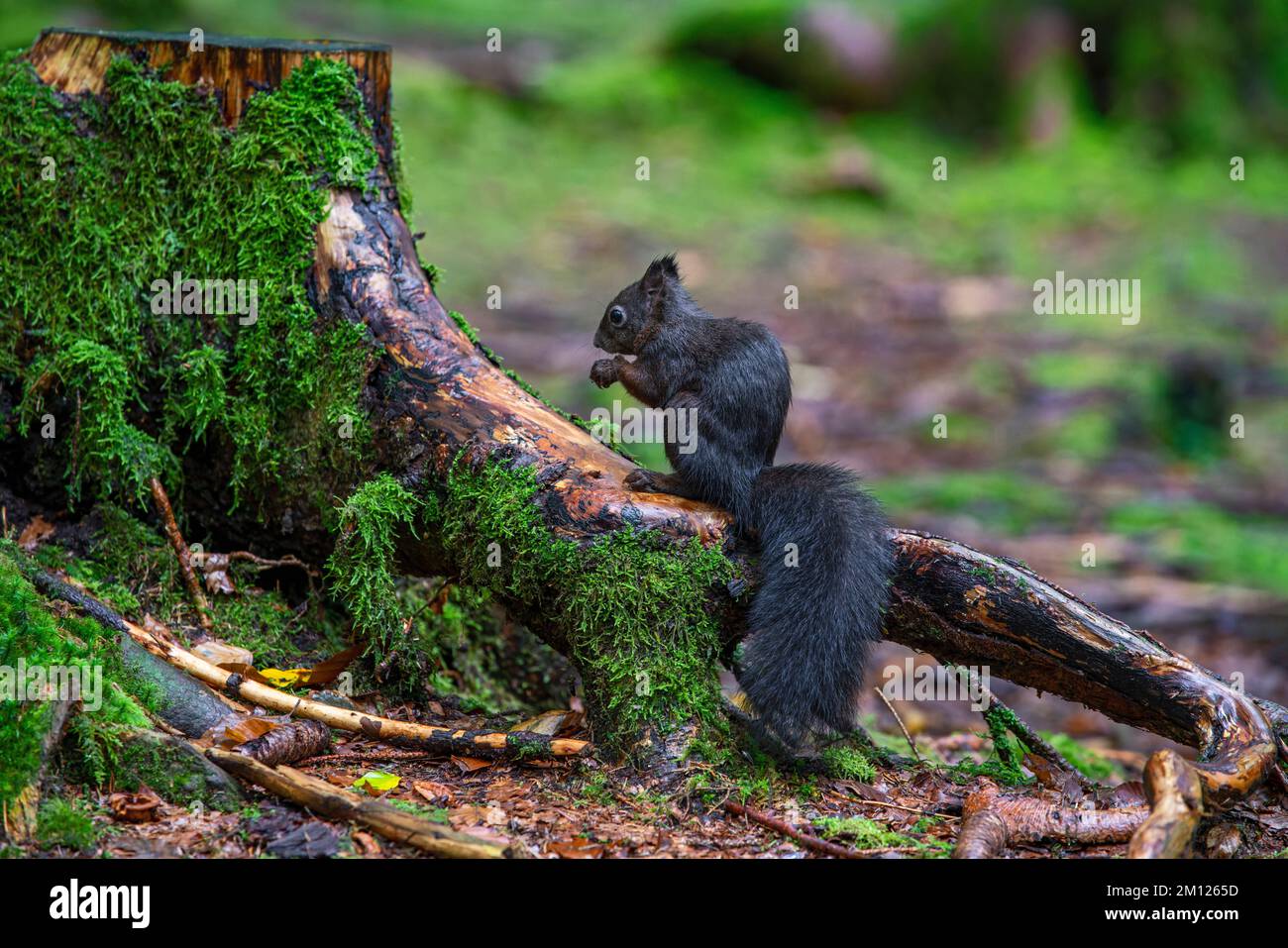 écureuils noirs Banque de photographies et d’images à haute résolution ...