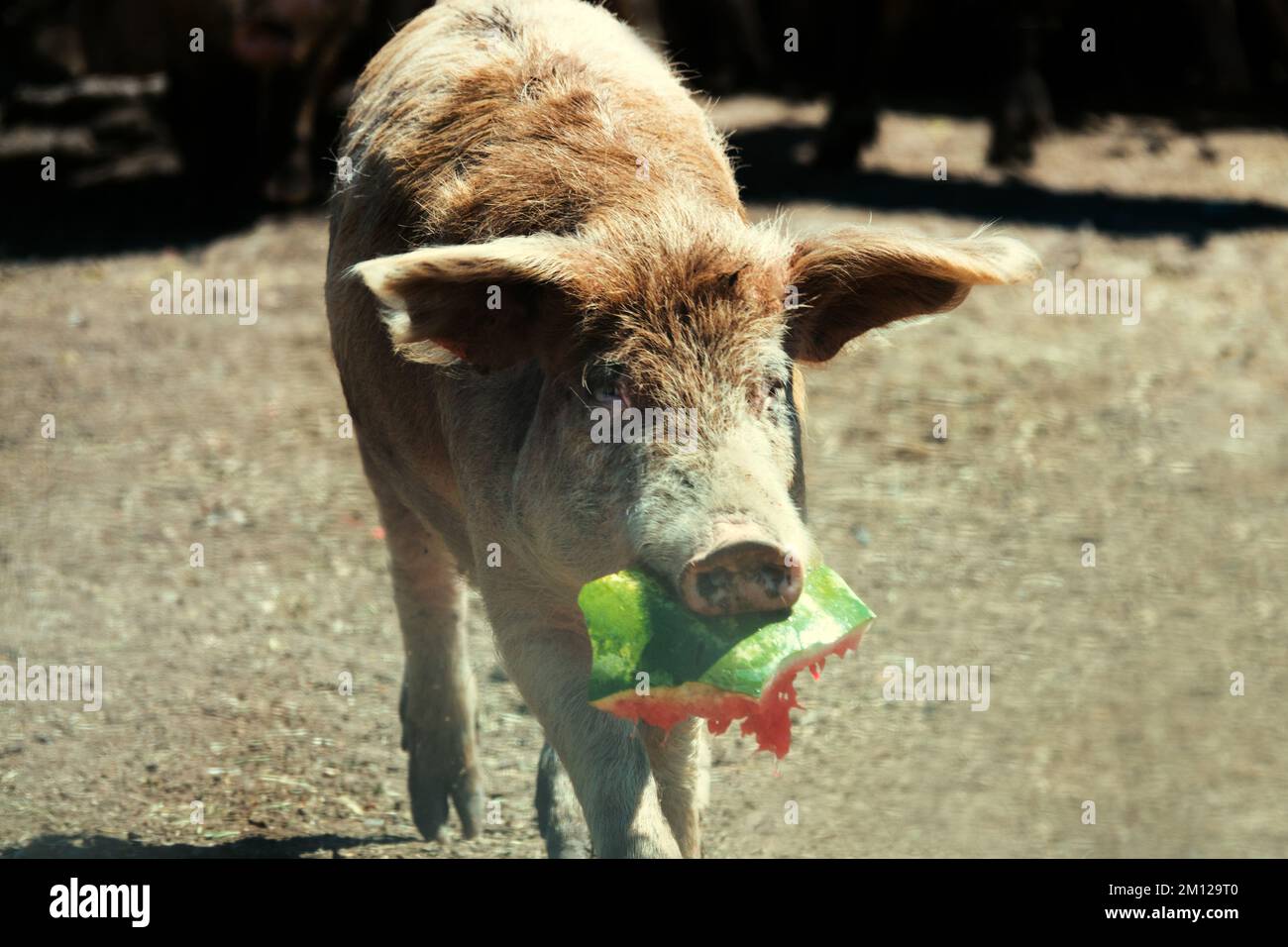 Élevage de porcs. Race blanche de porc steppe ukrainienne. Construction grossière, tolère une ...