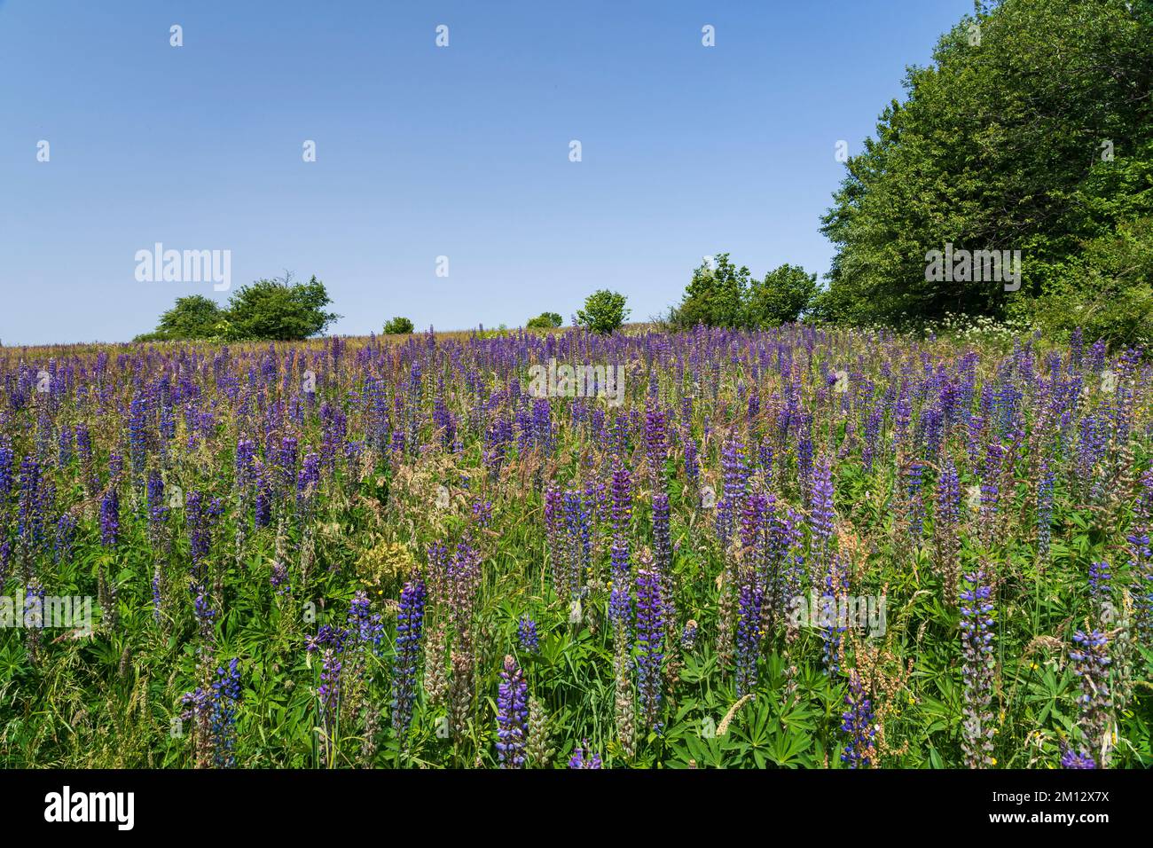 Parc naturel du rhon bavarois Banque de photographies et d’images à ...