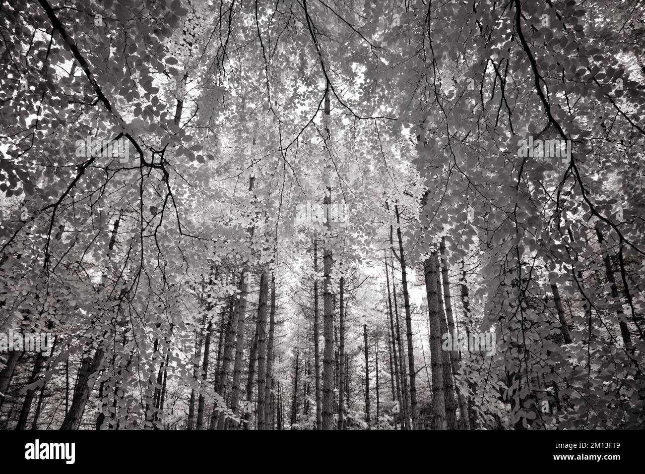 Photographie en noir et blanc de Beech Woodland sur le bord de la forêt ...