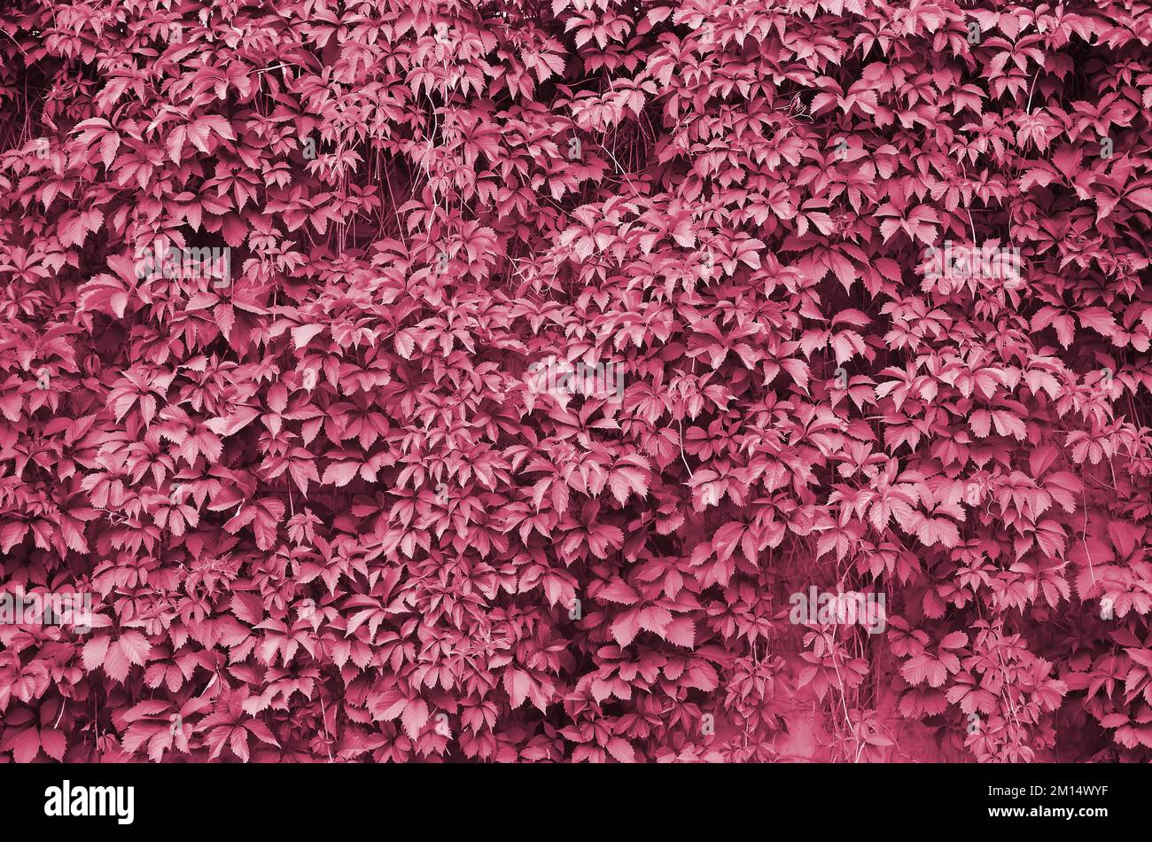 La lierre verte pousse le long du mur beige de carreaux peints. Texture ...