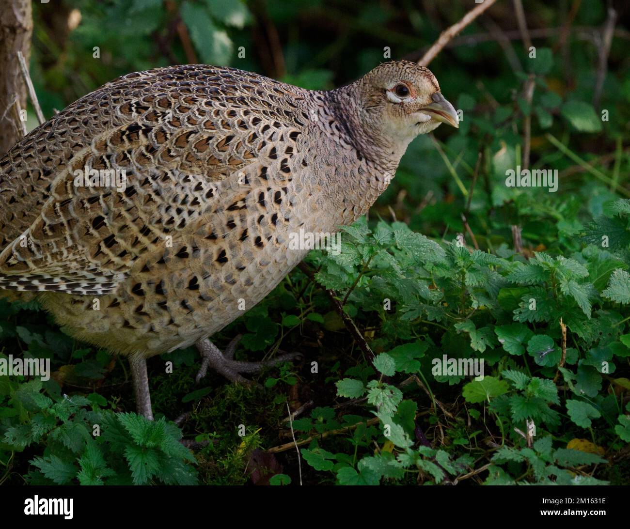 Poule faisan Banque de photographies et d’images à haute résolution - Alamy