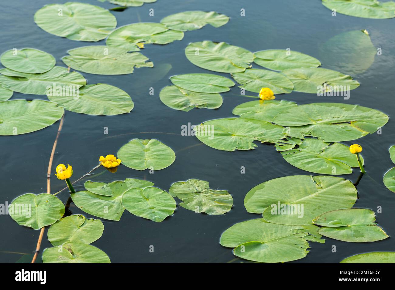 Le Nuphar lutea, le nénuphar jaune, la bouteille de brandy ou le ...