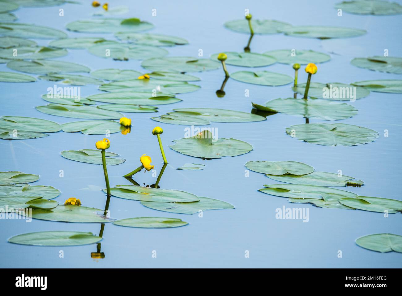 Le Nuphar lutea, le nénuphar jaune, la bouteille de brandy ou le ...