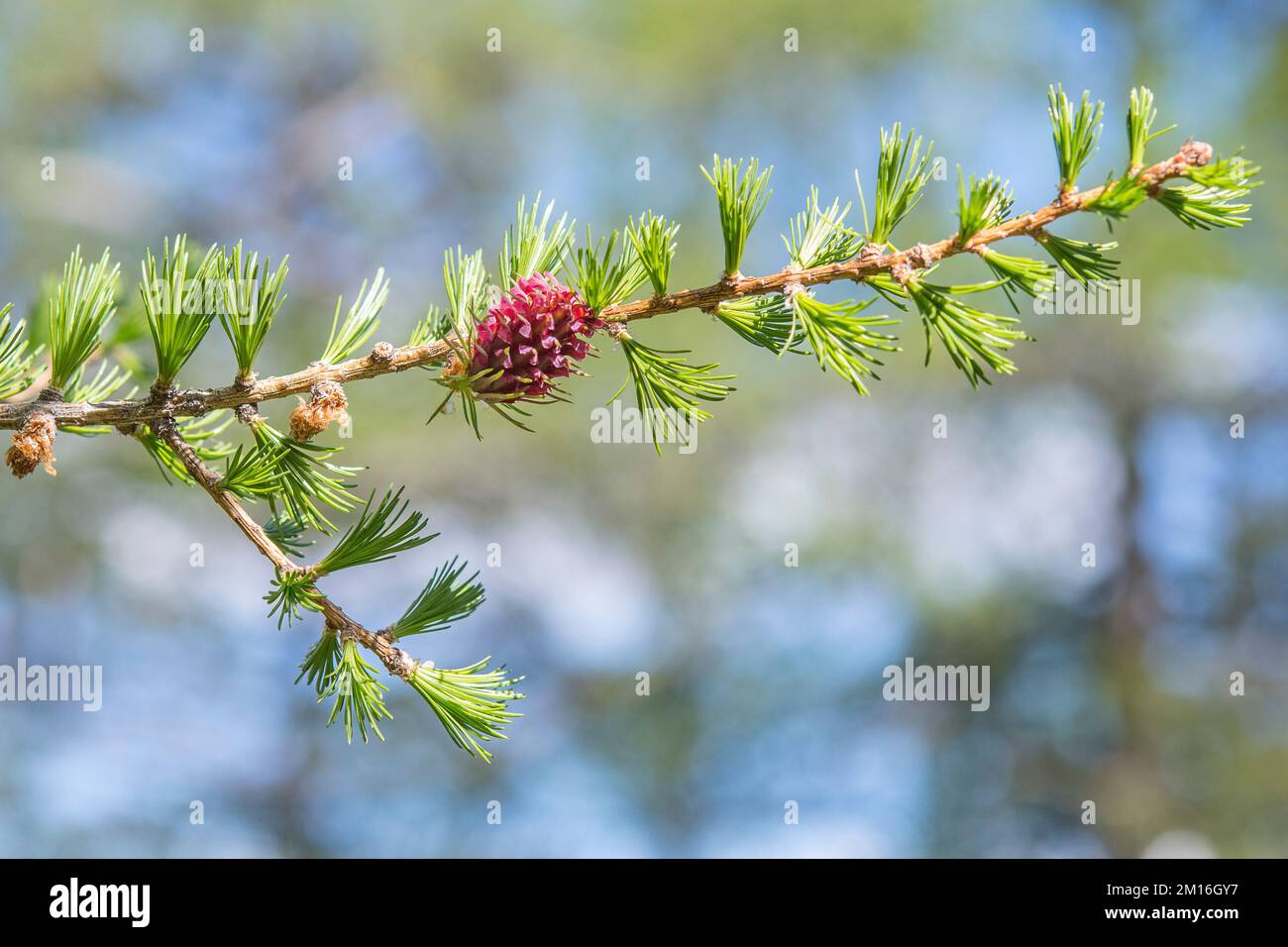 Larix decidua, le mélèze européen, est une espèce de mélèze originaire ...