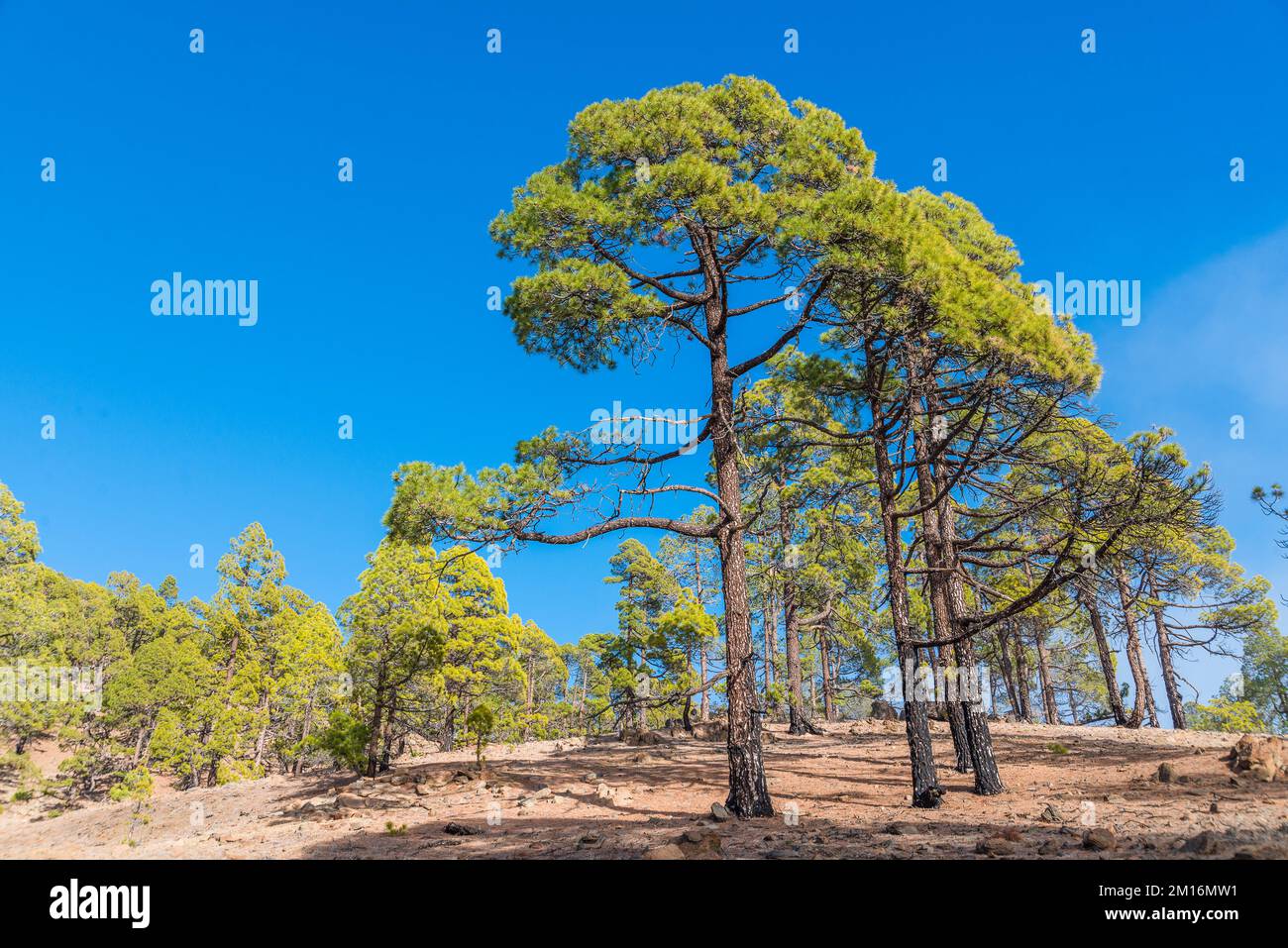 Pinus canariensis, le pin de l'île des Canaries, est une espèce de ...