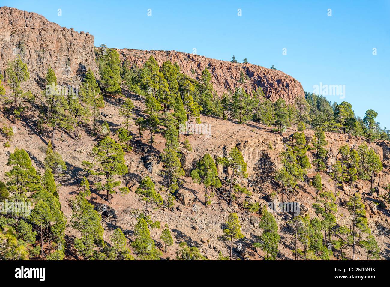 Pinus canariensis, le pin de l'île des Canaries, est une espèce de ...
