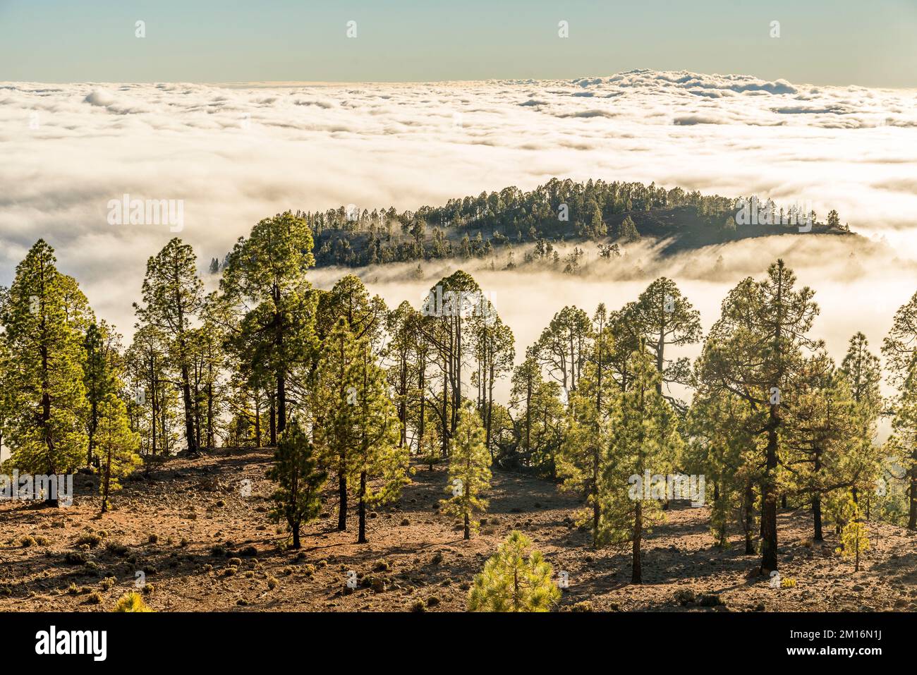 Pinus canariensis, le pin de l'île des Canaries, est une espèce de ...