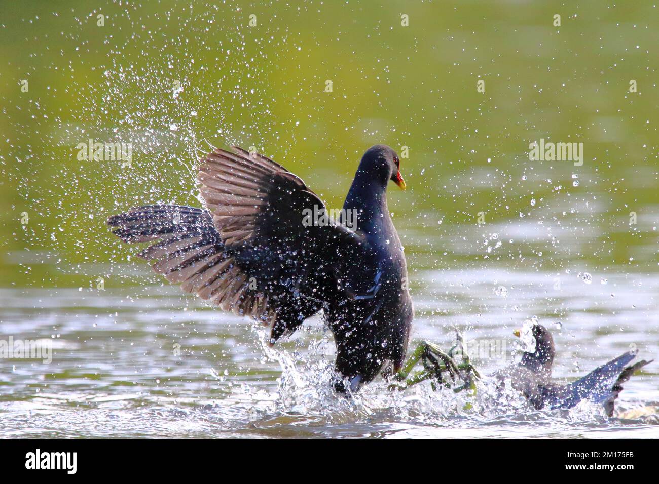 Hens fighting Banque de photographies et d’images à haute résolution ...