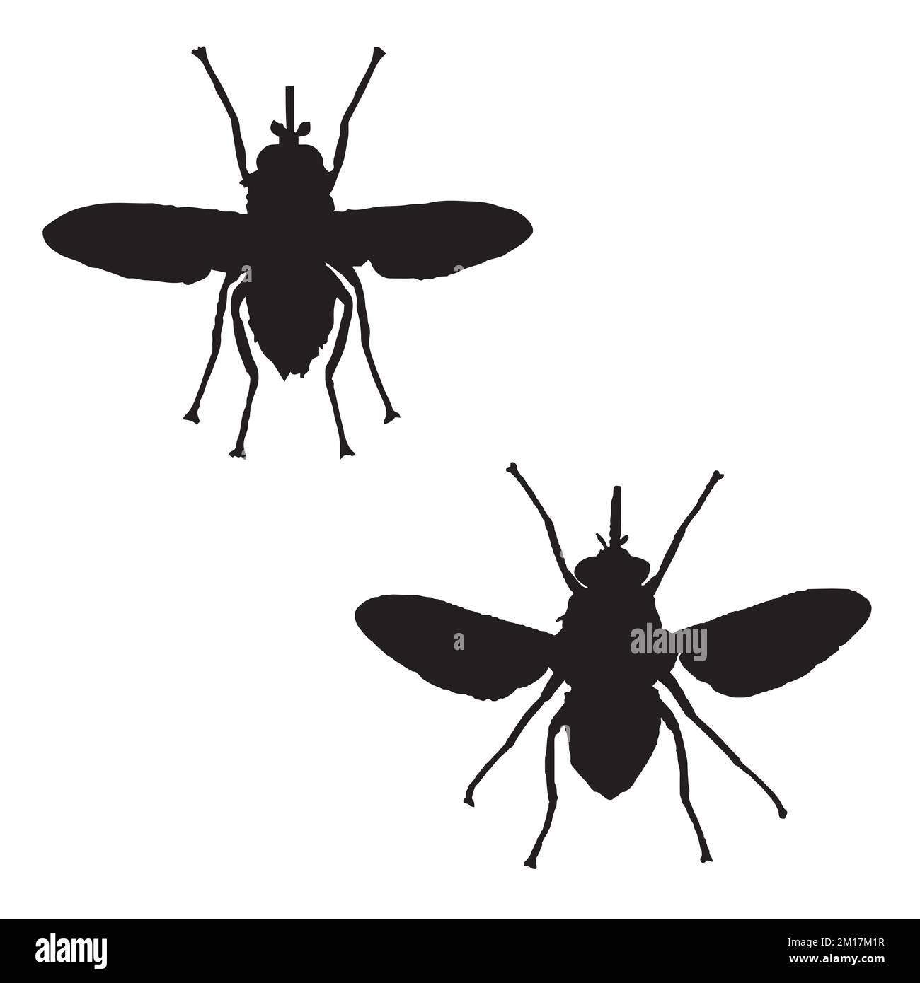 Mouche tsetse Banque d'images vectorielles - Alamy