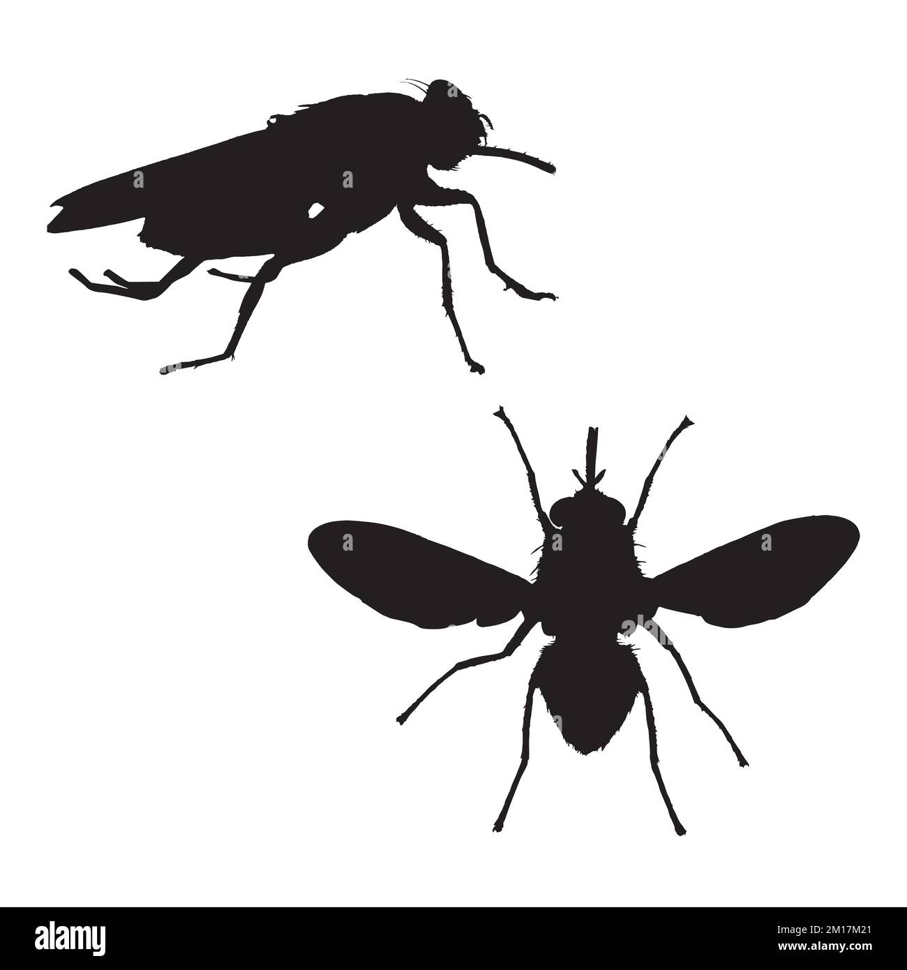 Mouche tsetse Banque d'images vectorielles - Alamy