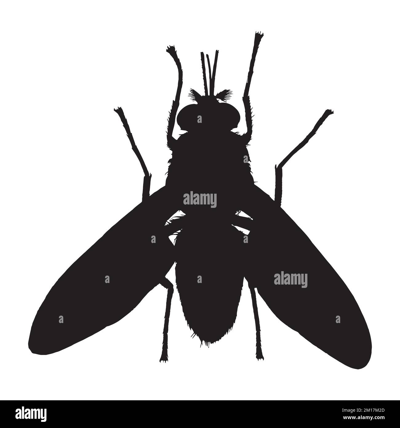 Mouche tsetse Banque d'images vectorielles - Alamy