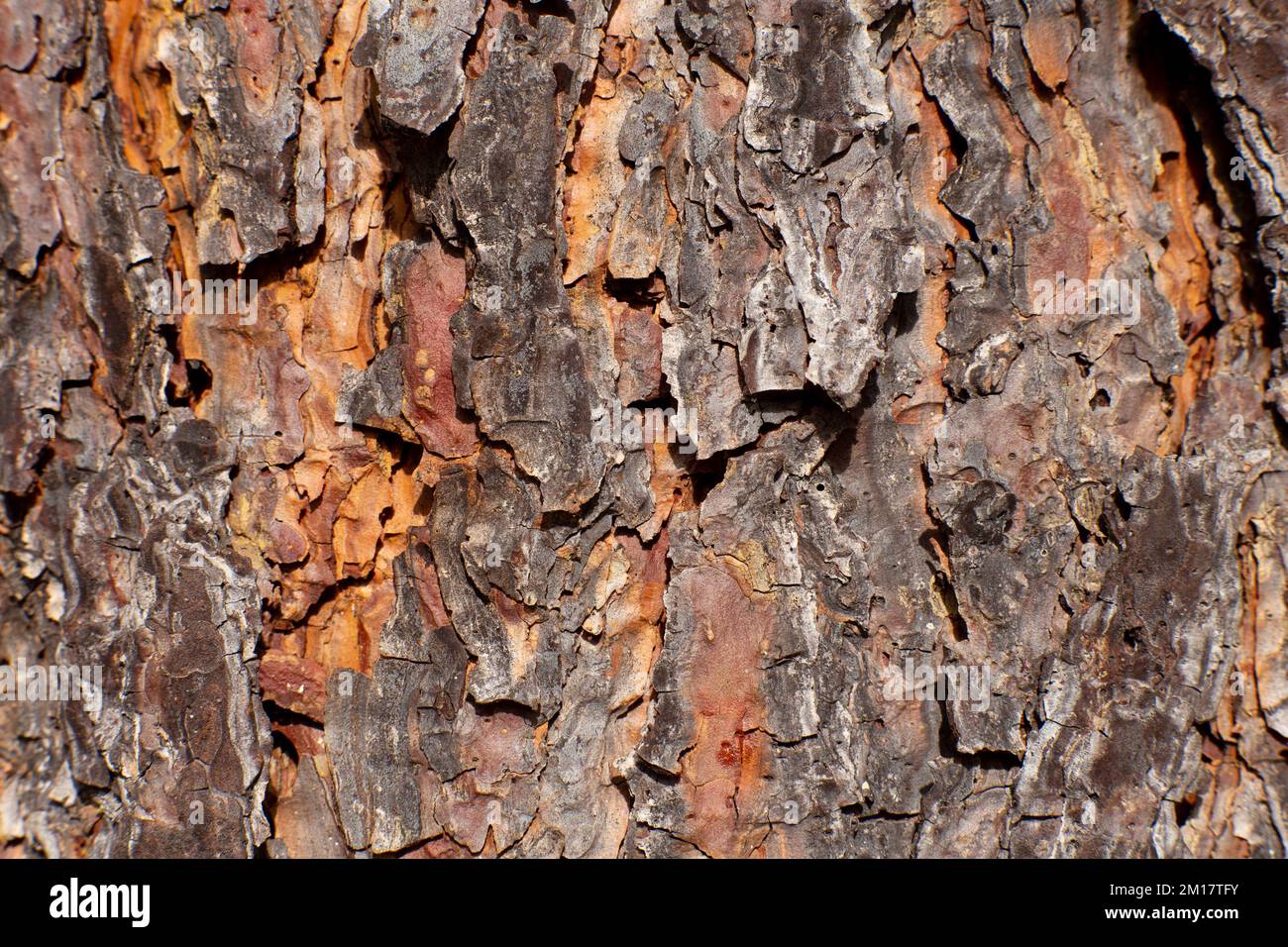 L'écorce d'un pin ponderosa, Pinus ponderosa subsp. ponderosa, à Troy ...